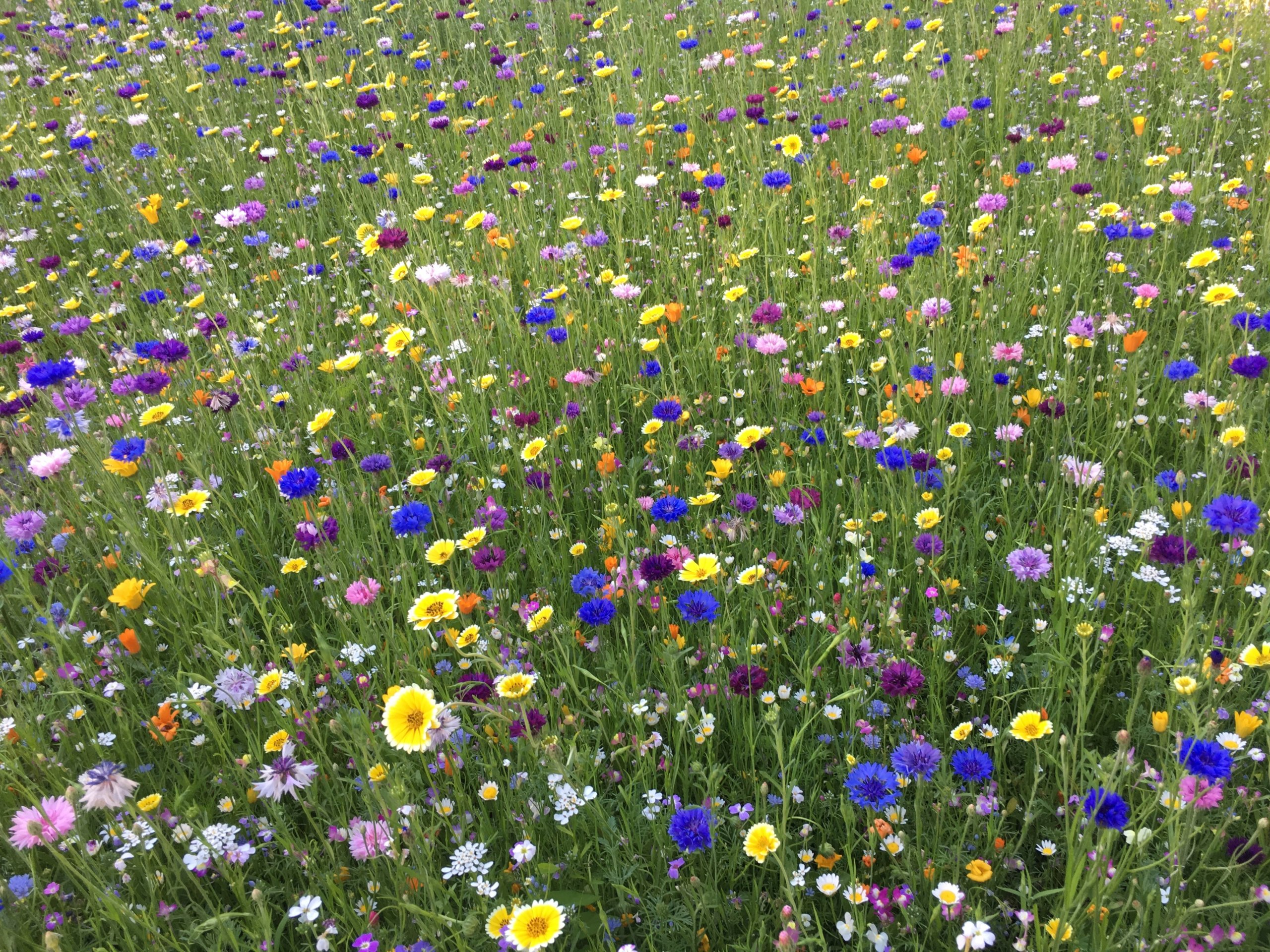 The Billboard - Plays - Sandra Squire Fluck